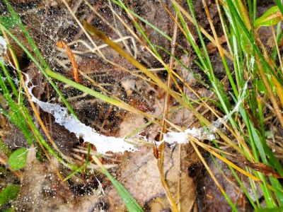 What's the Deal With All the Slugs? - Boothbay Region Land Trust