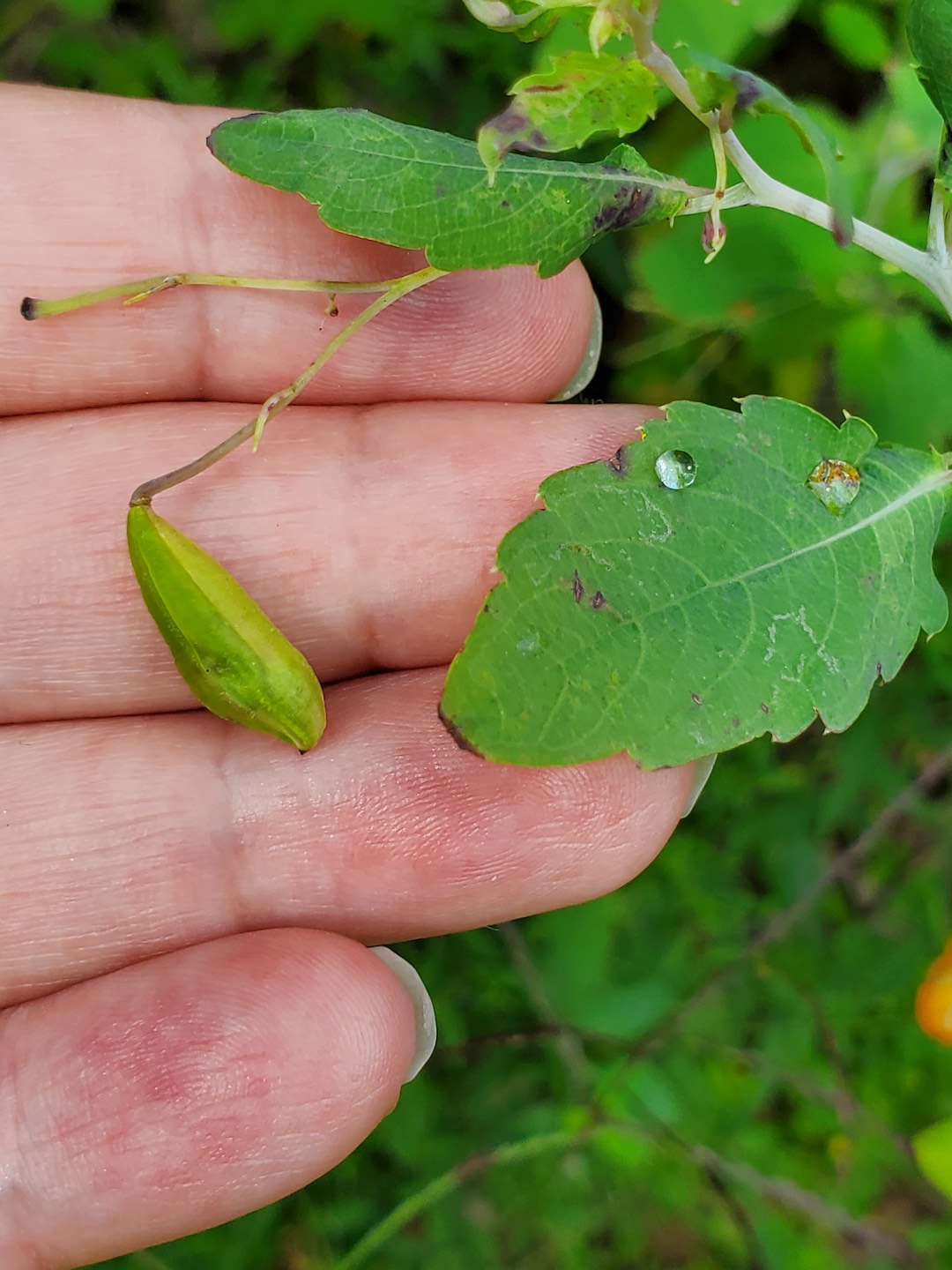 Spotted Jewelweed: Explosions, Illusions, and Curatives - Boothbay ...