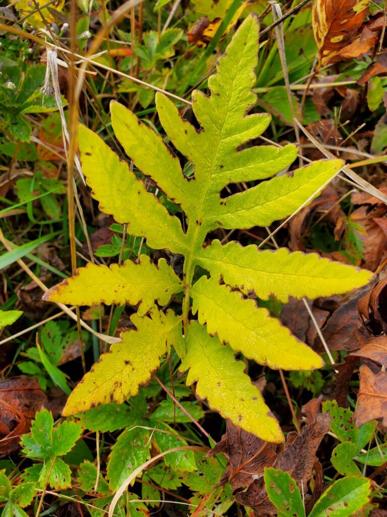 The Sensitive Fern - Boothbay Region Land Trust