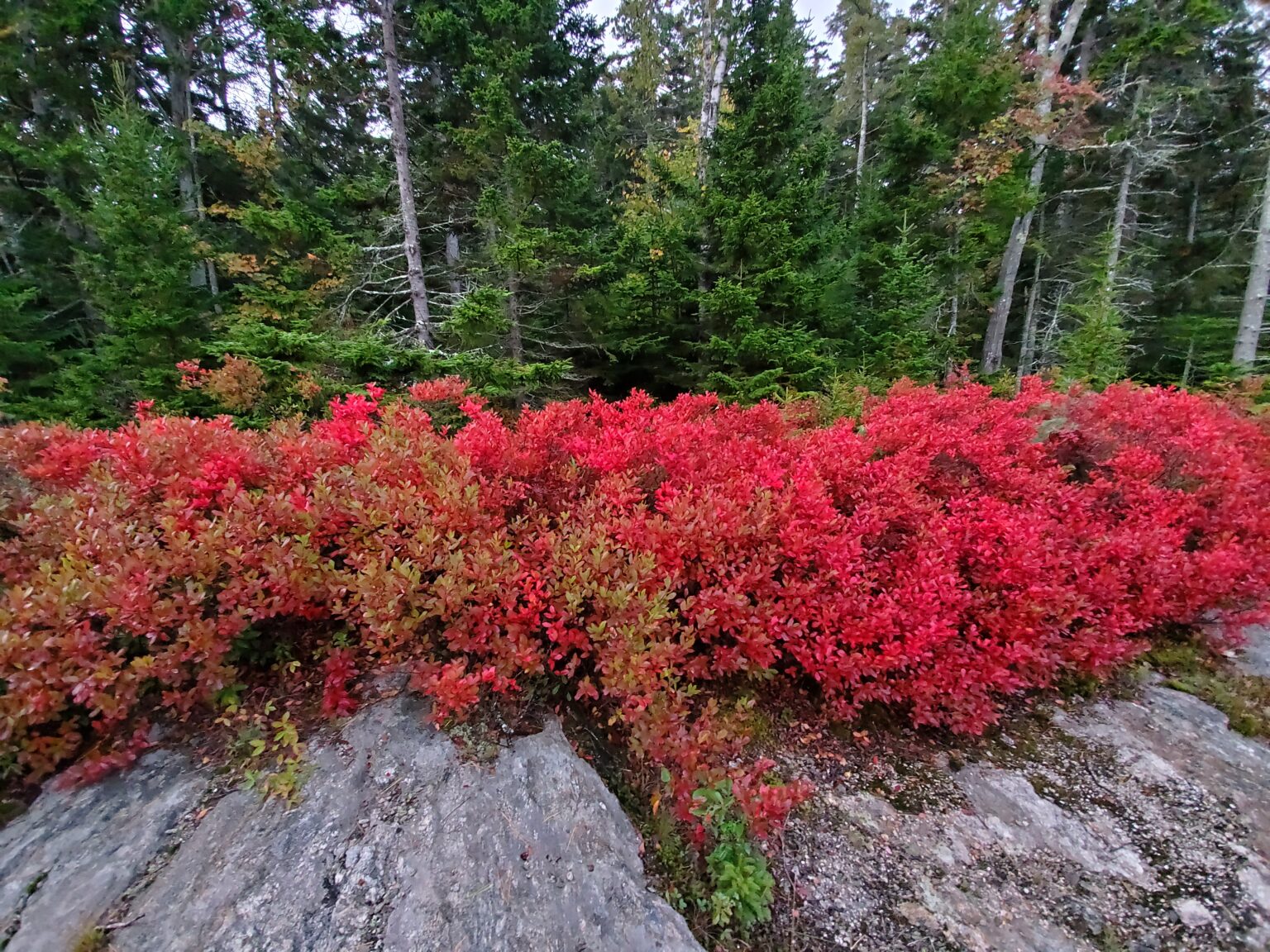 The Sinister Burning Bush - Boothbay Region Land Trust