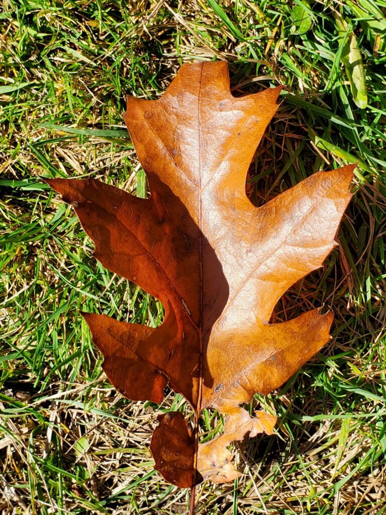 The Remarkable Red Oak - Boothbay Region Land Trust