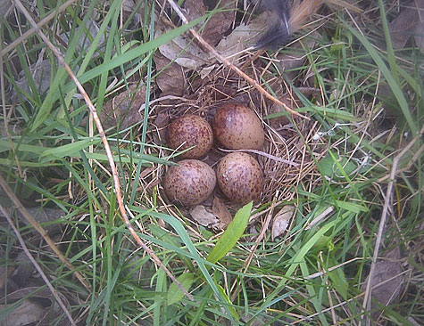 Noticeable Nests - Boothbay Region Land Trust