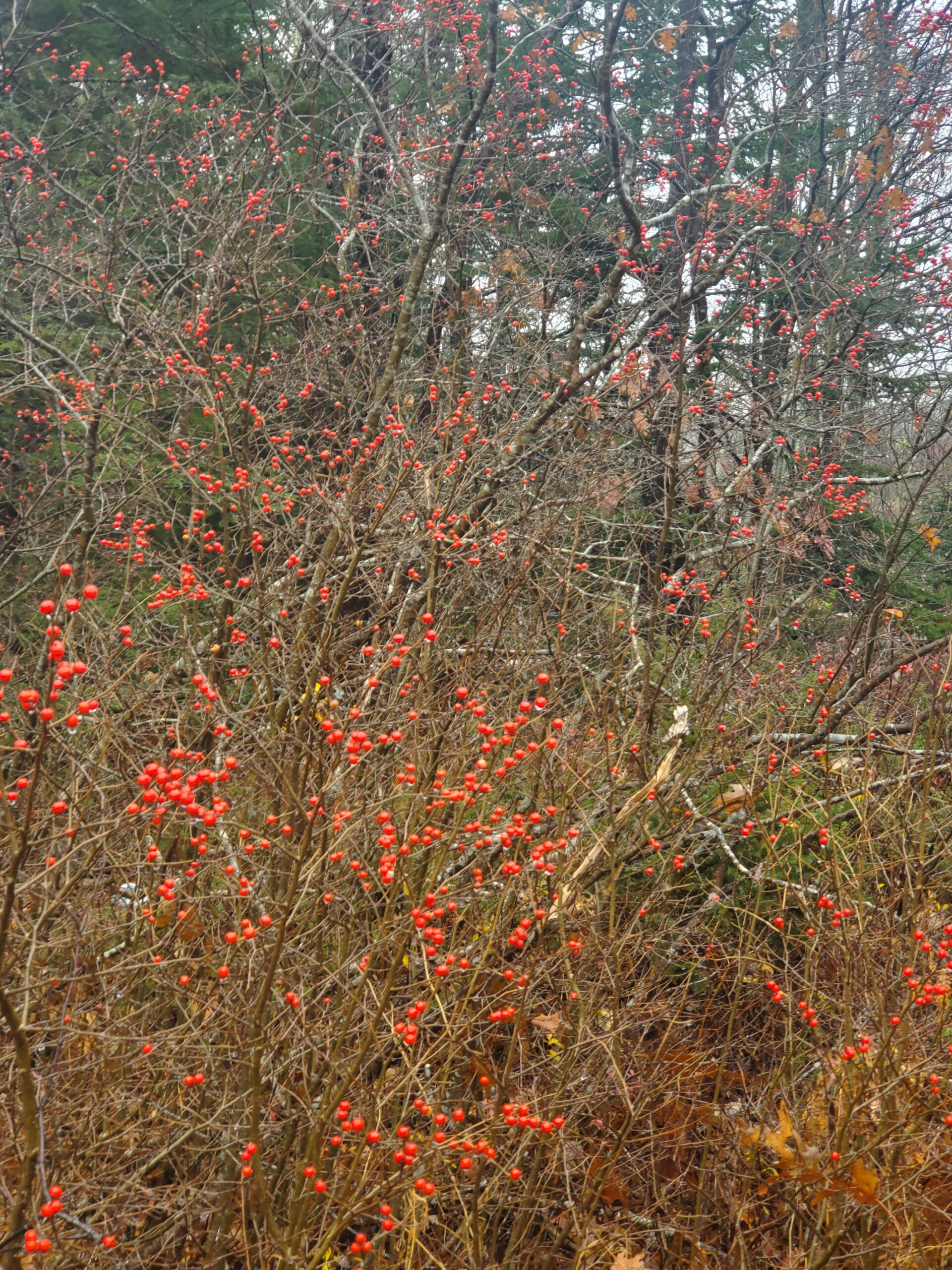 The Wow Factor of Winterberry - Boothbay Region Land Trust